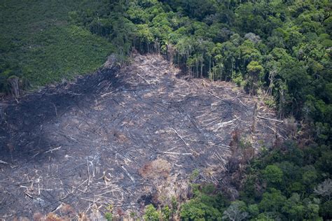 Desmatamento Na Amaz Nia Cresce O Maior Dos Ltimos Anos