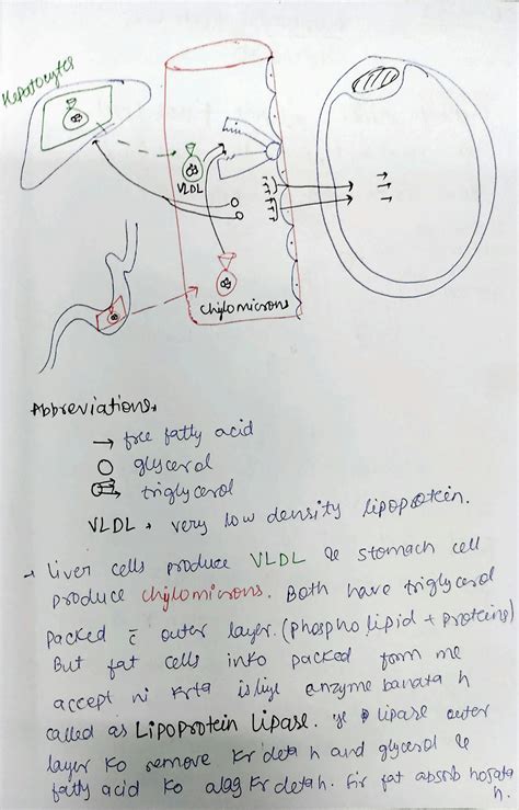 SOLUTION Dr Najeeb Histology Notes ADIPOCYTES Lecture 9 10 Studypool