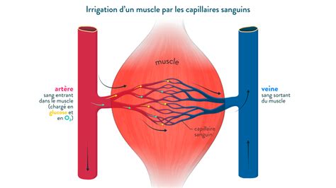 L Effort Physique Cours 5e Et 4e 3e SVT SchoolMouv