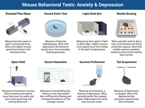 Mouse Behavioral Tests Anxiety Depression Biorender Science Templates