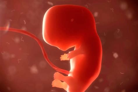 Qué cambia con la nueva ley del Aborto SID