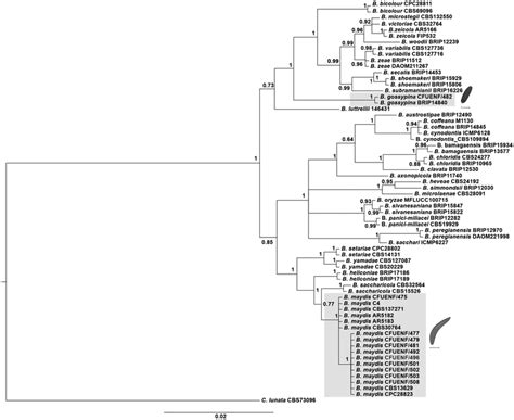 multilocus phylogram based on bayesian inference derived from combined download scientific