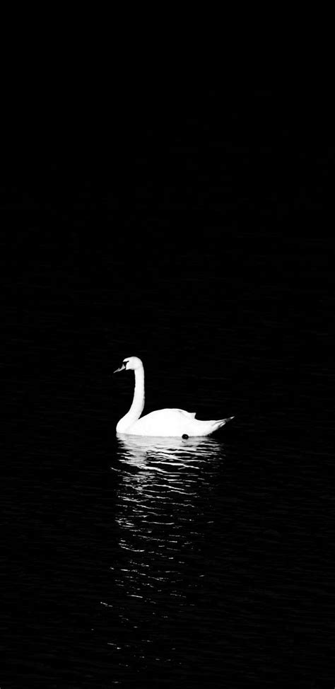 Details 65 Black Swan Wallpaper Latest In Cdgdbentre
