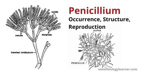 Penicillium Occurrence Structure Reproduction
