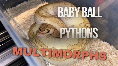 Awesome Baby Ball Pythons YouTube