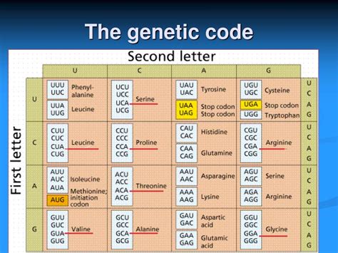 ppt a mathematical model of the genetic code structure and applications powerpoint