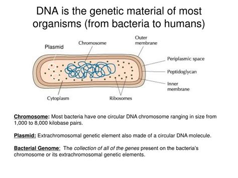 PPT Introduction To Cloning And Recombinant DNA Technology PowerPoint