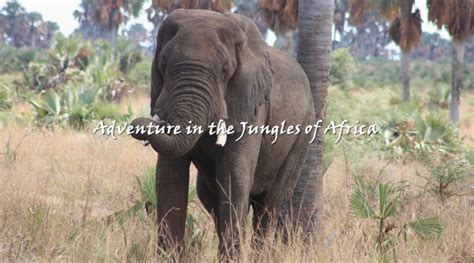 Rwanda Birding Safari Where To Go For Birding Tour In Rwanda