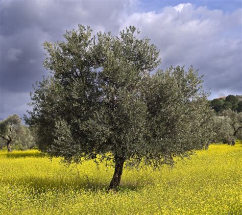How To Plant Grow And Prune Olive Trees Harvest To Table