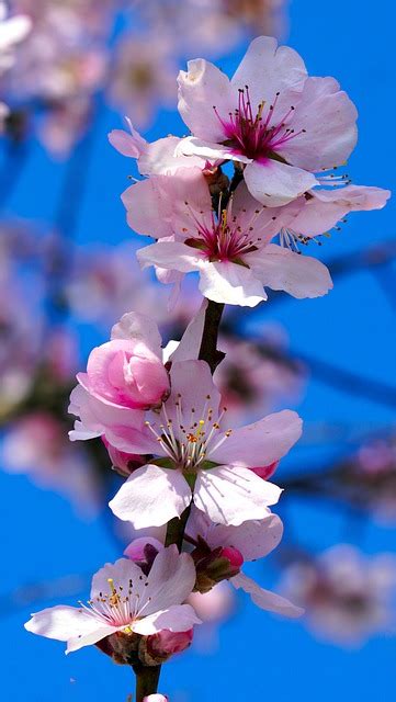 Details 100 Picture Almendro En Flor Hd Abzlocal Mx