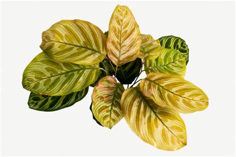 Maranta Con Hojas Amarillas Huerto En Casa