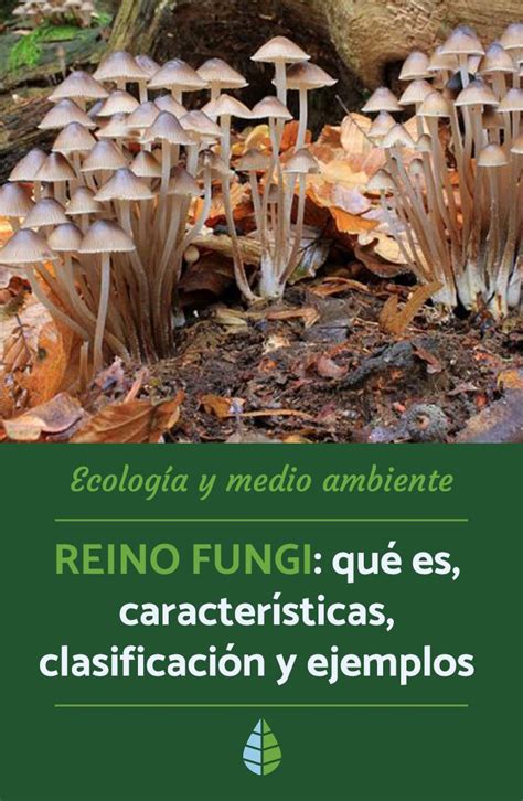 Reino Fungi qué es características clasificación y ejemplos