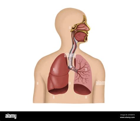 Aparato Respiratorio Y Sus Partes Immagini E Fotografie Stock Ad Alta