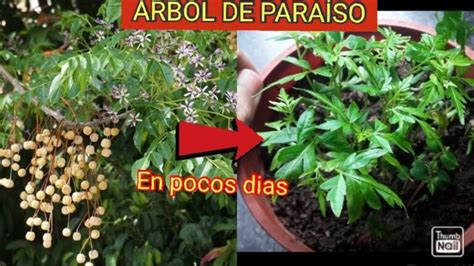 Guía completa para germinar semillas de paraíso consejos y pasos