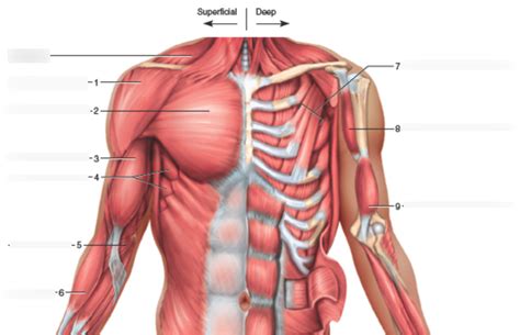 Muscles Of Thorax And Upper Limb Diagram Quizlet