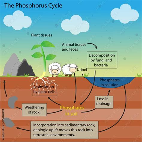 The Phosphorus Cycle Made Easy A Simple Diagram For Understanding