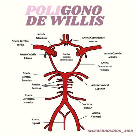 Polígono de Willis Cerebrosidos med Cerebrosidos med uDocz