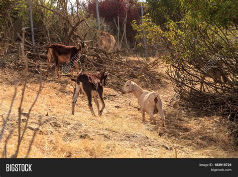 Goats Eat Shrubs Grass Image And Photo Free Trial Bigstock