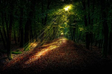 Banco de imagens panorama árvore natureza caminho grama céu