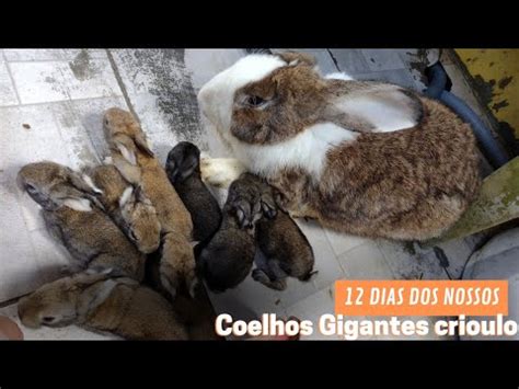 FILHOTES GIGANTES CRIOULO Criação de Coelhos Gigantes YouTube