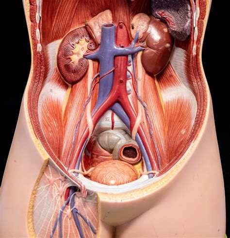 Diagram Of Blood Vessels Of The Abdomen Pelvis And Femoral Region