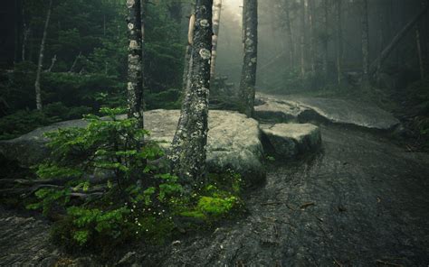 Trees Forest Rock Moss Green Mist Rocks Wilderness Jungle