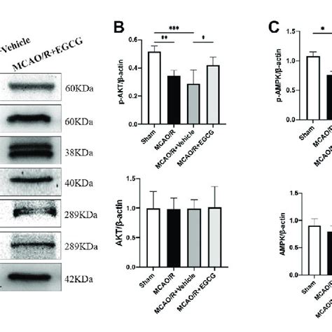 Egcg Modulated The Akt Ampk Mtor Phosphorylation Pathway In Middle
