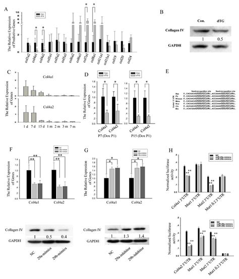 Col4a1 And Col4a2 Are The Direct Target Genes Of MiR 29 A Expression