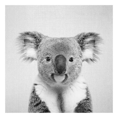 Glasbild Koala Klaus Schwarz Weiß Quadrat