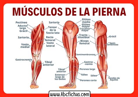 Anatomia De Los Musculos De Las Piernas Abc Fichas Sexiz Pix