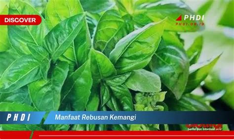 Temukan 7 Manfaat Rebusan Kemangi Yang Jarang Diketahui