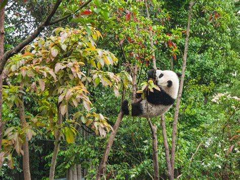 熊猫在白天爬树摄影图素材图片下载 万素网