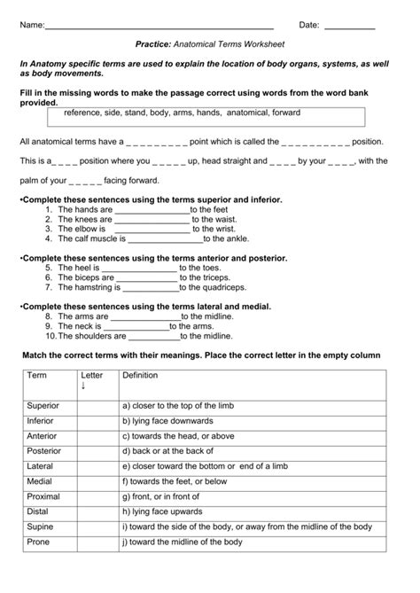 Anatomical Terms Labeling Worksheet