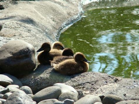 The Baby Ducklings Ducklings Walrus Brown Bear Ducks Babies