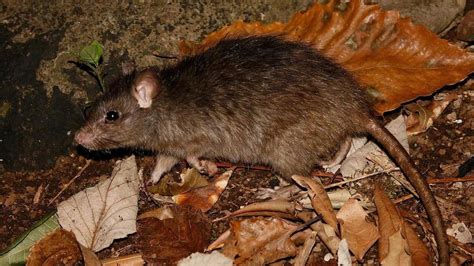 Qué significa soñar matando una rata Descubre lo que significa esta