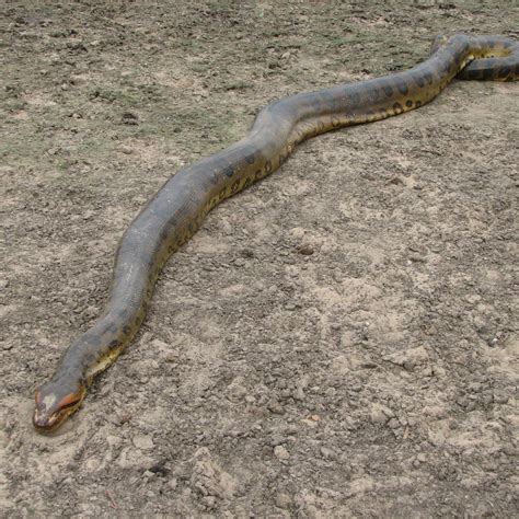 Amazon Snake Bigger Than Anaconda