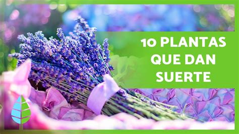 Plantas De La Buena Suerte Seg N El Feng Shui Youtube
