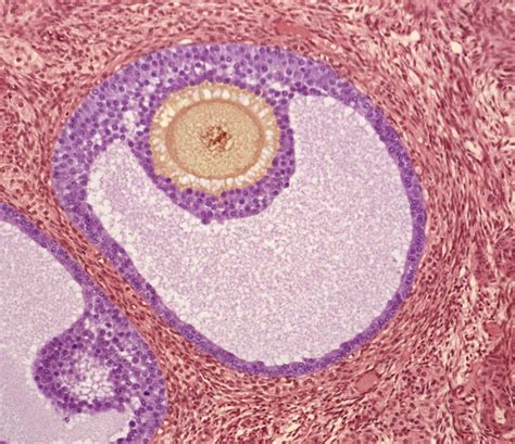 Ovarian Follicle Light Micrograph Stock Image P632 0106 Science