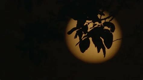 Moon Branch Tree Branch Moving Moon Background Stock Video Footage