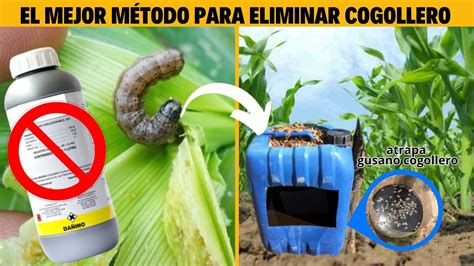 Cómo Eliminar El GUSANO COGOLLERO De Forma Natural Trampas