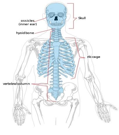 Anatomy 001 Chapter 7 Axial Skeleton Flashcards Quizlet