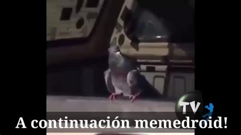 Novagecko TV Meme Subido Por Trollio Cesar Memedroid