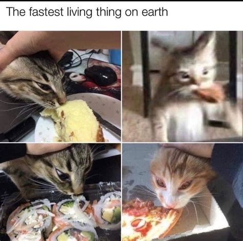Drain Orochdra 竜 on Twitter RT Catsillyness