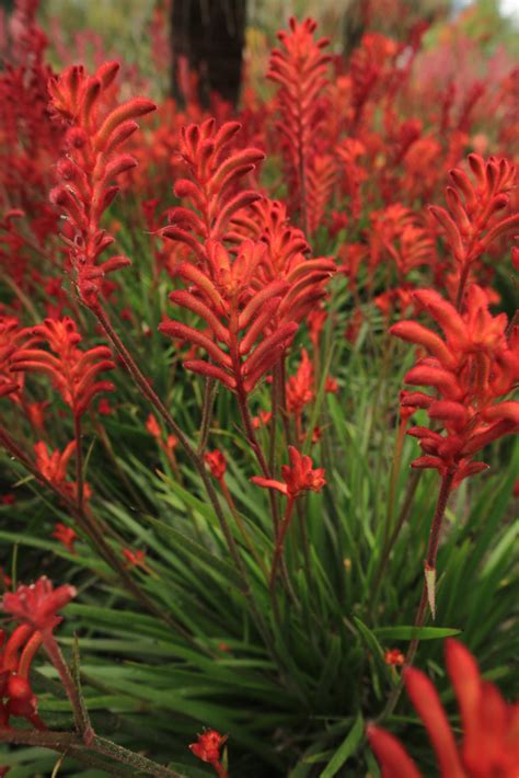 Anigozanthos Bush Coral Kangaroo Paw Pot Hello Hello Plants