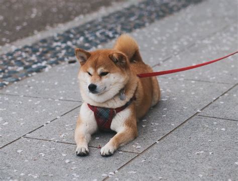 As 17 raças de cachorro pequeno mais populares e fofas Maiores e