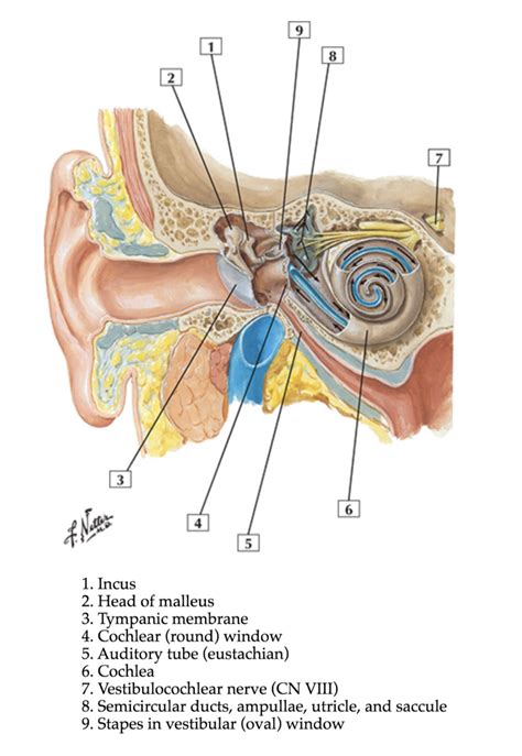 Oren Gottfried MD On Twitter Ear And Inner Ear Anatomy From Netter