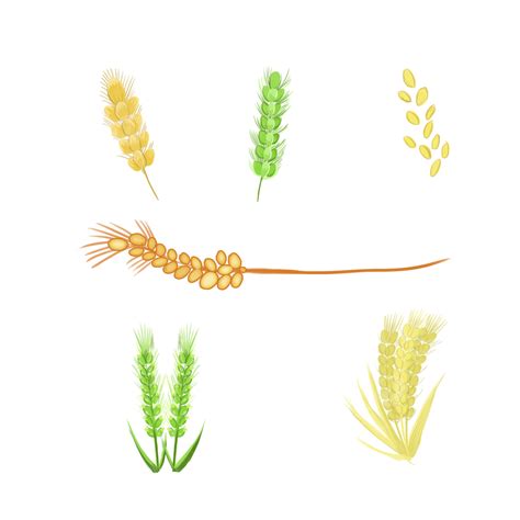 Trigo De Cosecha De Otoño PNG dibujos Otoño Cosecha Abundante Trigo