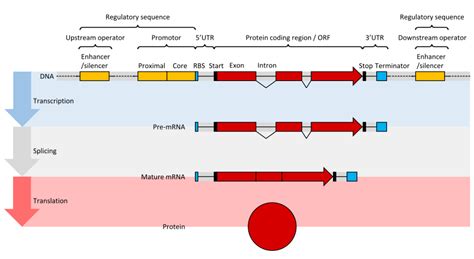 non coding regions in the genome
