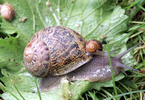 Lescargoti Re Du Clos De Laulne Cultive L Levage Au Naturel