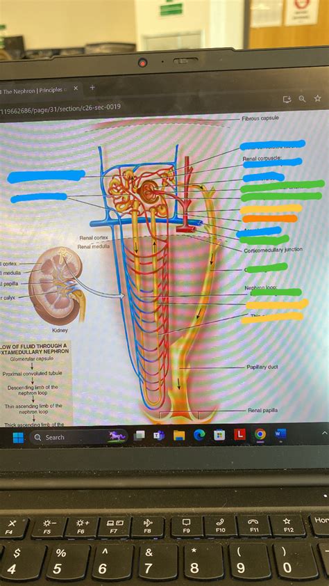 Juxtamedullary Nephron Diagram Quizlet